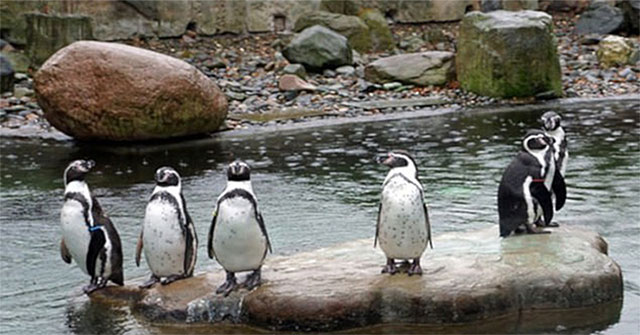 Mất con, đôi chim cánh cụt nổi điên giết chết đồng loại - KhoaHoc.tv