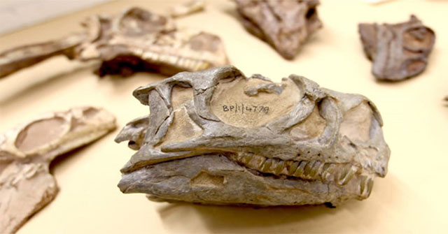 Phát hiện loài khủng long mới tại Nam Phi - KhoaHoc.tv