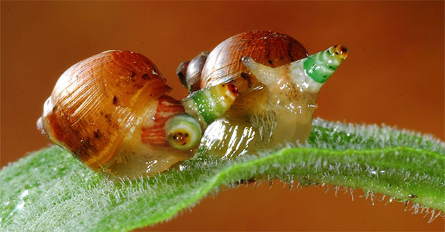 Loài giun ký sinh biến ốc sên thành "thây ma" - KhoaHoc.tv