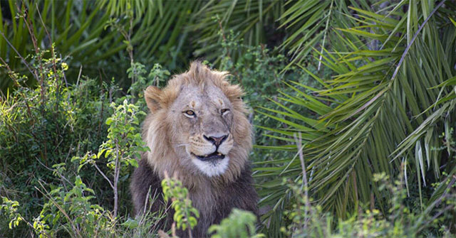 Sư tử mỉm cười bí ẩn trước ống kính máy ảnh - KhoaHoc.tv