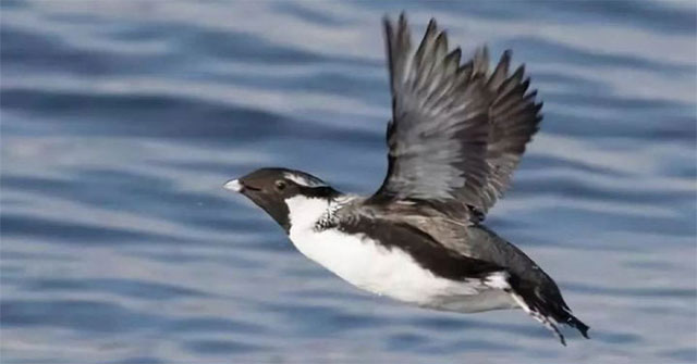 Vì sao chim di cư? Có thực sự là do chúng sợ lạnh? - KhoaHoc.tv