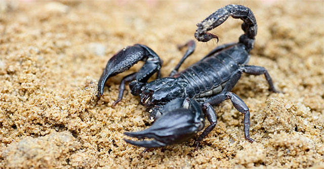 Vì sao nọc của bọ cạp lại cực độc? - KhoaHoc.tv