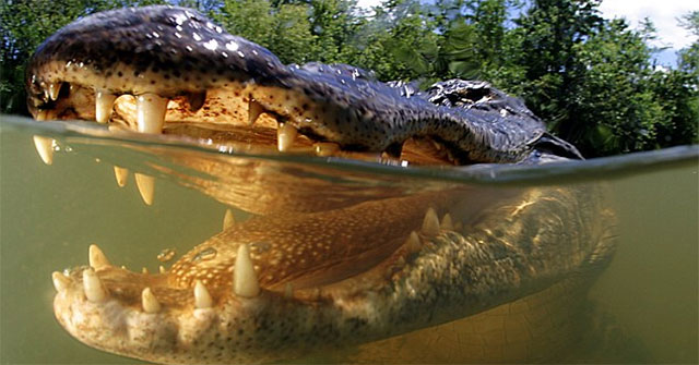 Cá sấu có lưỡi không? - KhoaHoc.tv