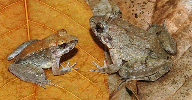 13 loài cóc, ếch kỳ lạ: Việt Nam có 2 đại diện - KhoaHoc.tv