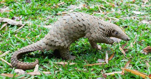 Virus đột biến và lây từ loài này sang loài khác như thế nào? - KhoaHoc.tv