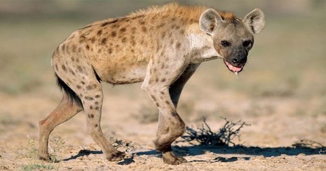 Vì sao linh cẩu được coi là loài động vật máu lạnh và tàn nhẫn ...