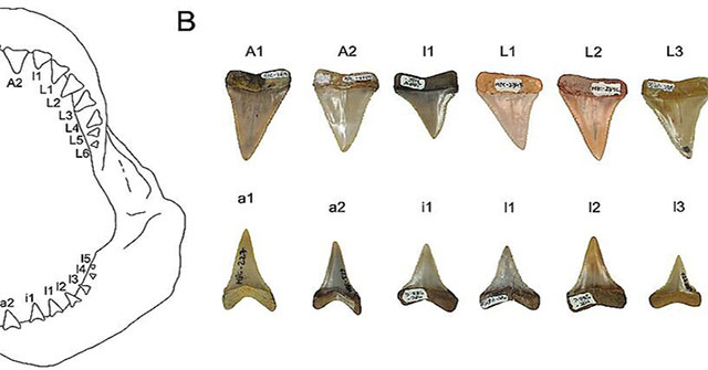 Phát hiện vườn ươm cá mập trắng cổ xưa nhất - KhoaHoc.tv