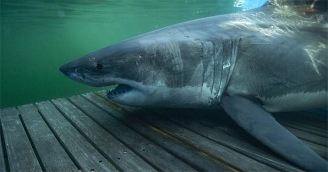 Cá mập bơi hơn 1000km để tránh giao phối - KhoaHoc.tv