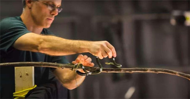 Bí mật của những con rắn bay - KhoaHoc.tv