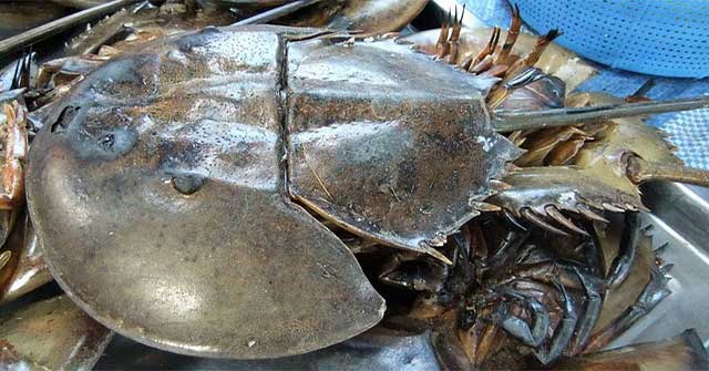 Những điều thú vị về con sam biển - KhoaHoc.tv