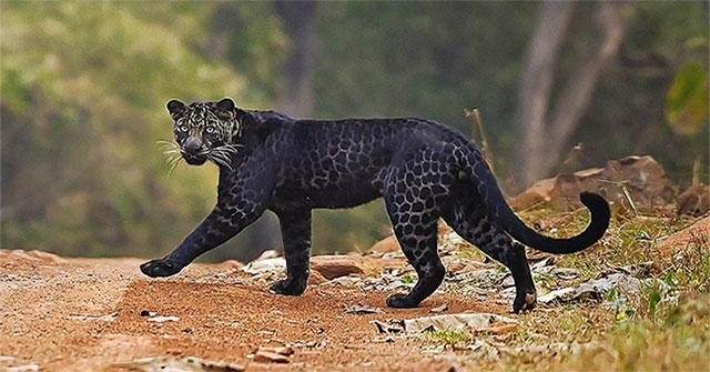 Báo đen cực hiếm bị bắt gặp băng qua đường săn nai ở Ấn Độ - KhoaHoc.tv