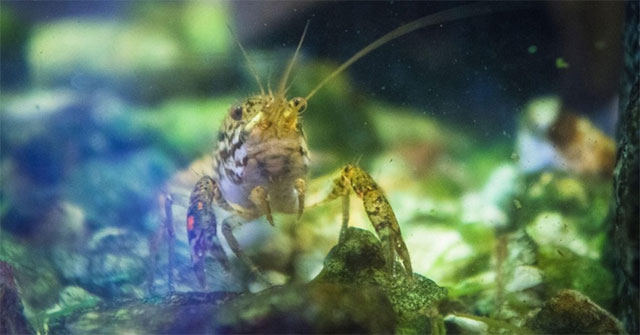 Tôm hùm đất tự nhân bản xâm chiếm nghĩa trang ở Bỉ - KhoaHoc.tv