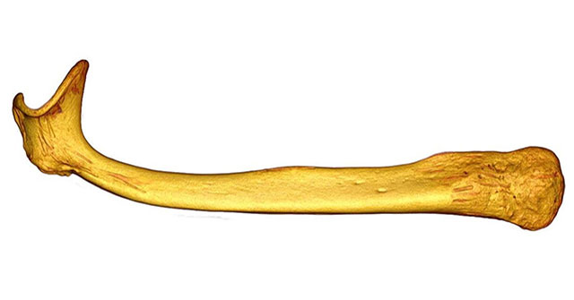 Xương baculum - Bộ phận giúp con đực loại bỏ "nòi giống" của đối thủ ...