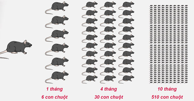 Những giải pháp giúp nhà nông kiểm soát chuột - KhoaHoc.tv