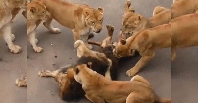 Bầy sư tử cái nổi giận, xúm vào nhổ lông sư tử đực - KhoaHoc.tv
