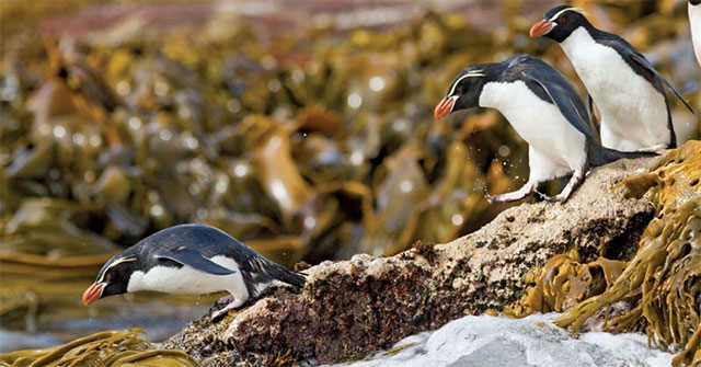 Bí ẩn về loài chim cánh cụt sống trong rừng, tắm 3 tiếng mỗi ngày ...