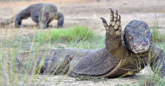 Thế giới kỳ thú của loài rồng Komodo - KhoaHoc.tv
