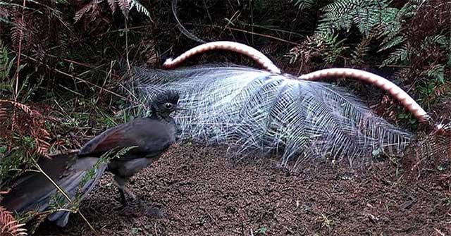 Loài chim bắt chước tiếng cả đàn để lừa chim mái giao phối - KhoaHoc.tv