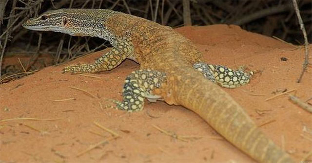 Phát hiện mới về "loài rồng duy nhất trên Trái đất" - KhoaHoc.tv