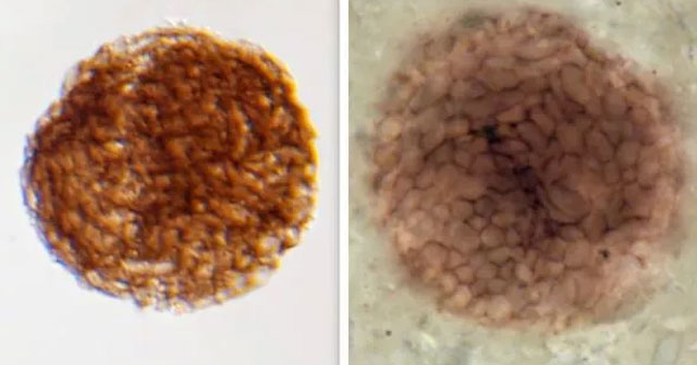 Phát hiện quái vật 1 tỉ tuổi "giữa 2 thế giới", không đầu, không chân ...