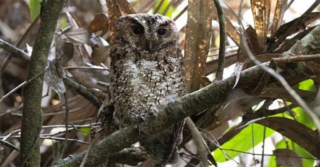 Loài chim cú mèo hiếm tái xuất hiện sau 125 năm - KhoaHoc.tv
