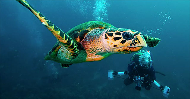 Bí ẩn về hành trình di cư vĩ đại của rùa biển từ Nhật Bản đến ...