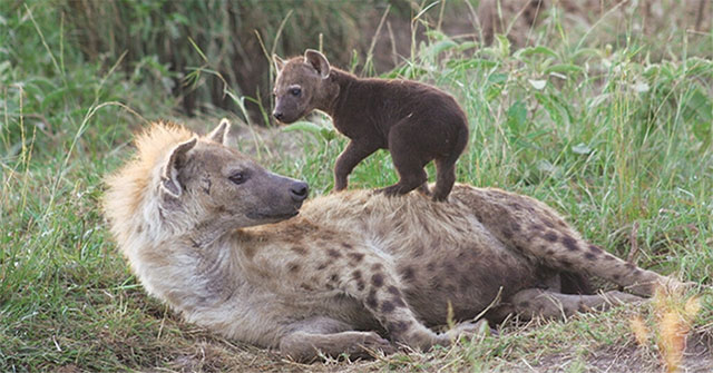 Ký sinh trùng "tẩy não" linh cẩu non, thôi thúc chúng tới gần kẻ săn ...