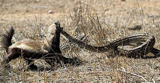 Video: Lửng mật và những lần "chống lại cả thế giới" - KhoaHoc.tv