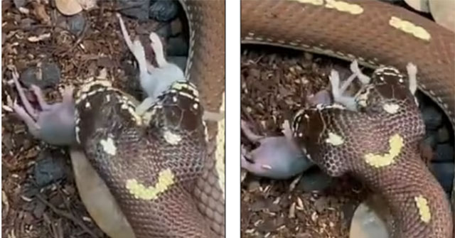 Video: Rắn hai đầu cùng lúc nuốt chửng hai con chuột - KhoaHoc.tv