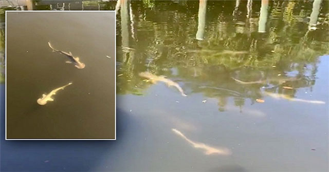 Cá mập lũ lượt bơi vào kênh đào tránh thủy triều đỏ - KhoaHoc.tv