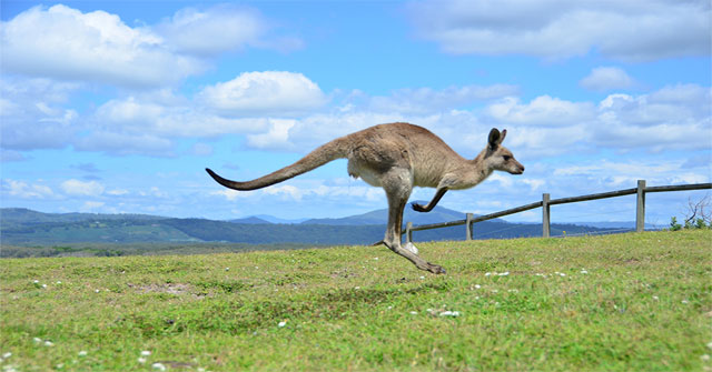 Tại sao kangaroo chỉ nhảy chứ không đi bộ? - KhoaHoc.tv