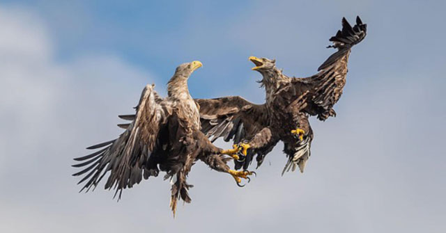 Đại bàng đuôi trắng kịch chiến giữa bầu trời - KhoaHoc.tv