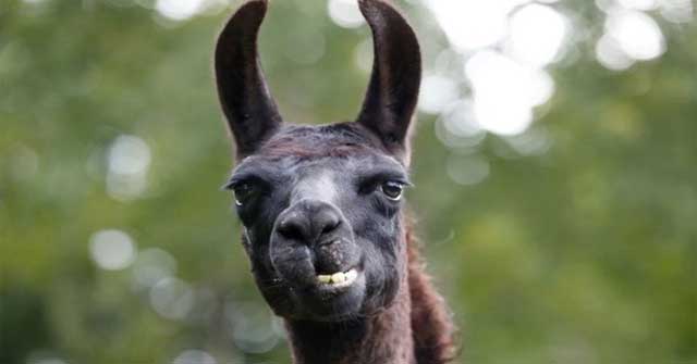 Kháng thể lạc đà vô hiệu hóa biến thể Delta - KhoaHoc.tv