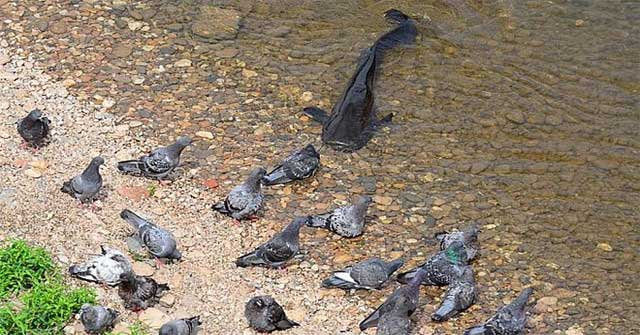 Cá da trơn khủng xâm chiếm Châu Âu, chúng to lớn tới mức có thể ăn thịt ...