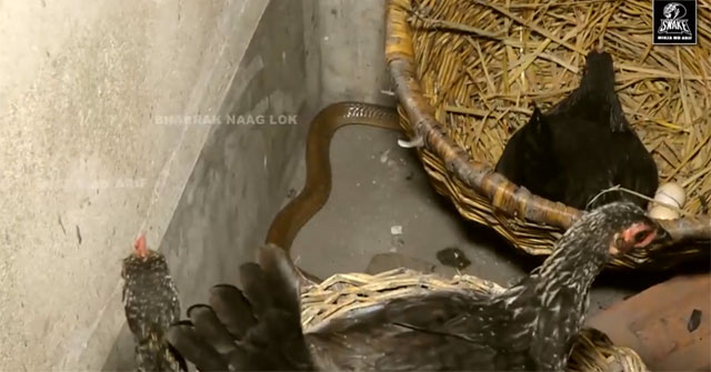 Video: Thấy xác gà chết la liệt, chủ nhà mời chuyên gia tới khiến thủ ...