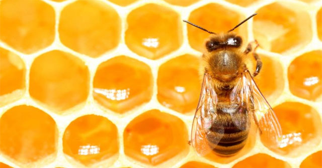 Mật ong ''thuần chay'' sử dụng công nghệ để chế tạo thay vì dùng những ...