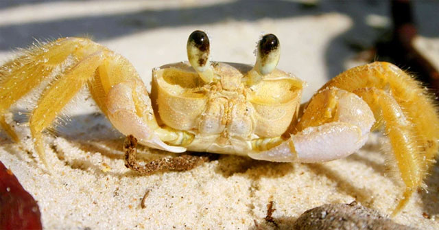 Ká Dá Cua Ma Khã Ng Cã Læ á I Nhæ Ng Váº N Phã T Ra Tiáº Ng Kãªu Chuyãªn Gia Soi