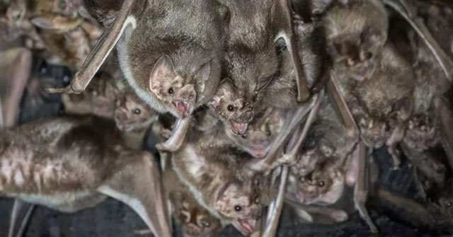 Phát hiện lỗi gene tạo ra ma cà rồng - sinh vật chỉ uống máu đủ sống ...