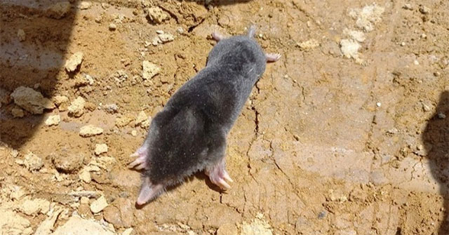 Phát hiện loài chuột chũi mới ở Tây Nguyên - KhoaHoc.tv