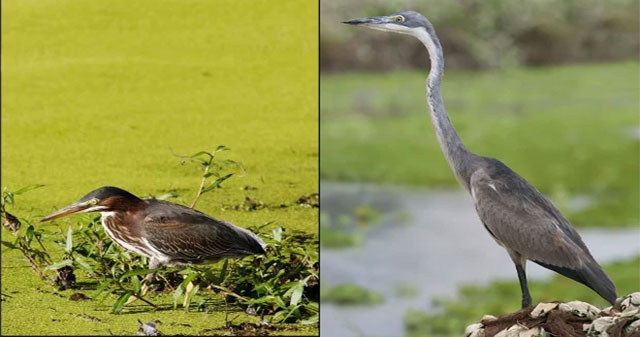 Diệc xanh - chú chim thần kỳ chỉ cần co rút cổ là biến thành... 2 loài ...