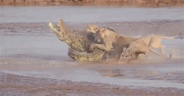 Bầy sư tử đói tử chiến cá sấu giành xác voi và cái kết gay cấn - KhoaHoc.tv