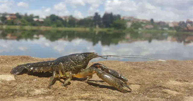 Các nhà khoa học cho hay: Ăn thịt tôm hùm đất là cách tận diệt tốt nhất ...