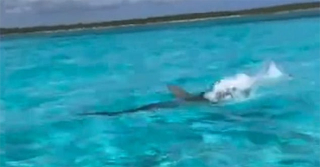 Cá đuối nhảy lên khỏi mặt nước tránh cá mập đầu búa - KhoaHoc.tv