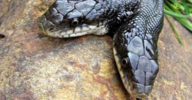 Kỳ lạ cách các chuyên gia cho rắn 2 đầu ăn uống - KhoaHoc.tv