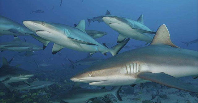 Cá mập sống sót qua thảm họa tuyệt chủng như thế nào? - KhoaHoc.tv