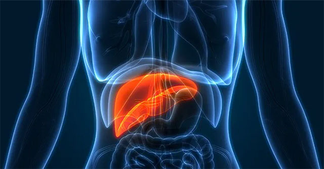 Phát hiện mới: Tuổi đời lá gan của hầu hết mọi người đều chỉ... 3 tuổi ...