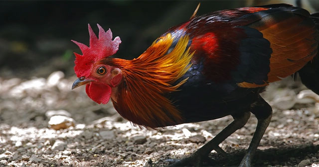 Nghiên cứu mới cho thấy gà rừng đã được thuần hóa từ những vựa lúa vùng ...