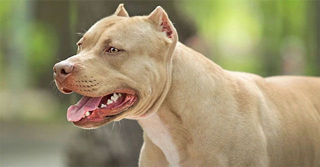 Từng mệnh danh là "chó bảo mẫu", vì sao chó pitbull ngày càng hung bạo ...