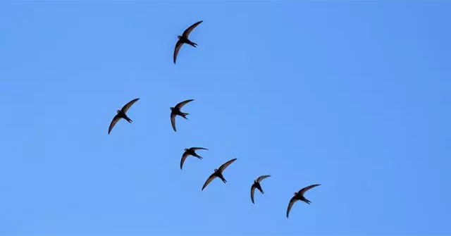 Tại sao chim di cư không ở luôn phương Nam mà phải "nhọc công" bay về ...