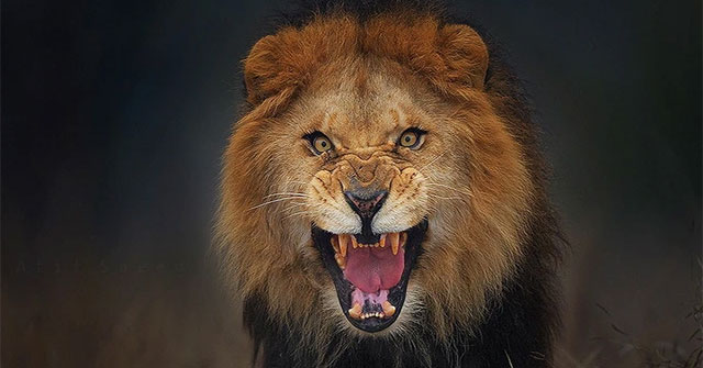 Bức ảnh sư tử đực nhe nanh và sự thật kinh hoàng phía sau - KhoaHoc.tv